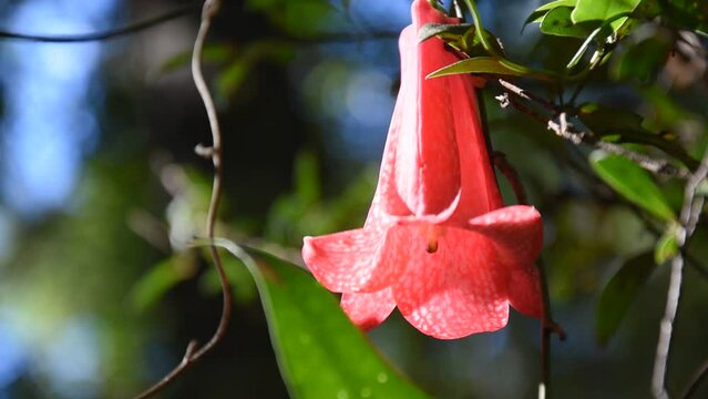 รูปภาพCopihue – เลือกดูภาพถ่ายสต็อก เวกเตอร์ และวิดีโอ152 | Adobe Stock