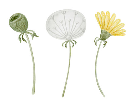 Single Flower Cartoon Images – Browse 17,001 Stock Photos, Vectors, and ...