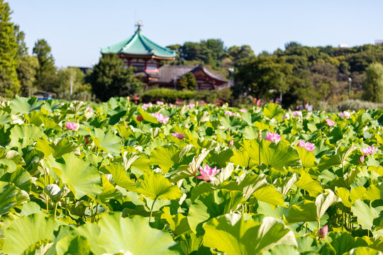 รูปภาพCatamite – เลือกดูภาพถ่ายสต็อก เวกเตอร์ และวิดีโอ1,098 | Adobe Stock