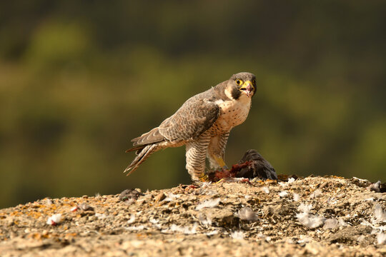 「Peregrinate」の画像 - 1,497 件の Stock 写真、ベクターおよびビデオ | Adobe Stock