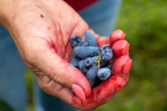 Kinnip Bilder – Durchsuchen 3,314 Archivfotos, Vektorgrafiken und ...