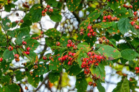 Hawthorn Tree