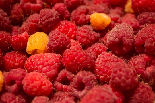 "Berries Background" Images – Browse 2,899 Stock Photos, Vectors, and ...