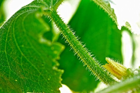 Needle-Like Images – Browse 1,150 Stock Photos, Vectors, and Video ...