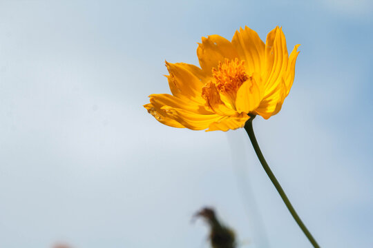 "Yellow Cosmos" Images – Browse 10,467 Stock Photos, Vectors, and Video ...
