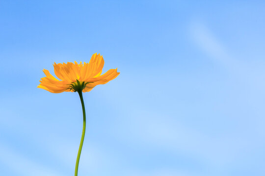 "Yellow Cosmos" Images – Browse 10,467 Stock Photos, Vectors, and Video ...