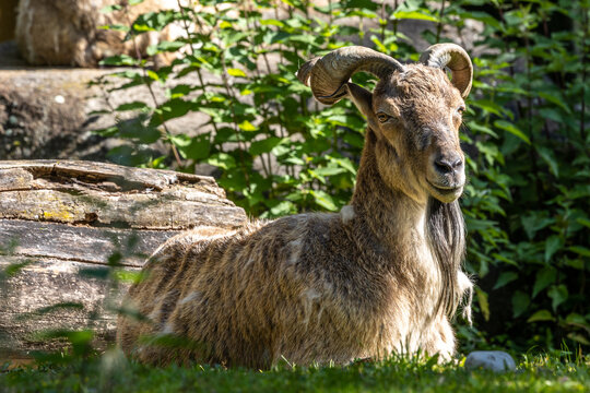 Artiodactyles Bilder – Durchsuchen 31,258 Archivfotos, Vektorgrafiken ...