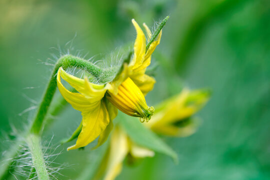 Pomidor Images – Browse 14,297 Stock Photos, Vectors, and Video | Adobe ...