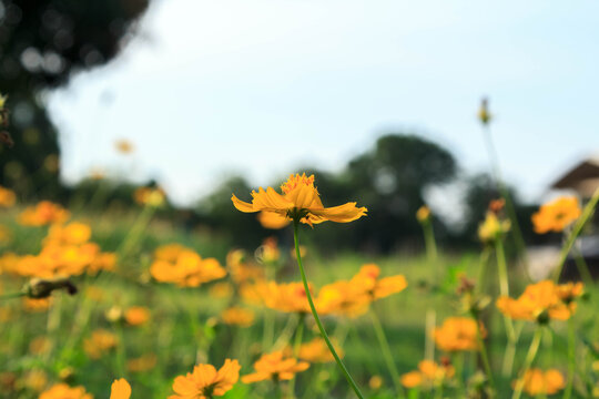 "Yellow Cosmos" Images – Browse 10,467 Stock Photos, Vectors, and Video ...