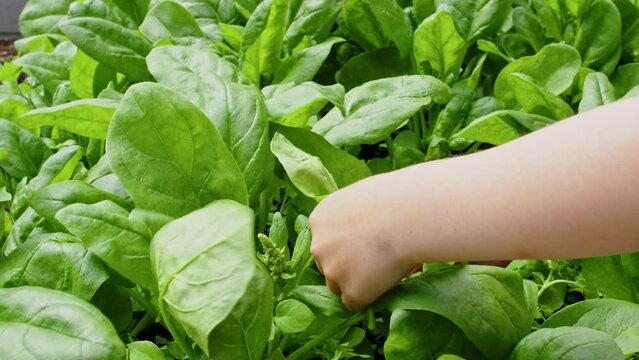 Bed Of Spinach Images – Browse 1,268 Stock Photos, Vectors, and Video ...