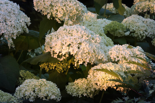 Arborescence 이미지 – 찾아보기 147 스톡 사진, 벡터 및 비디오 | Adobe Stock