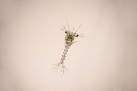 รูปภาพZoea – เลือกดูภาพถ่ายสต็อก เวกเตอร์ และวิดีโอ298 | Adobe Stock