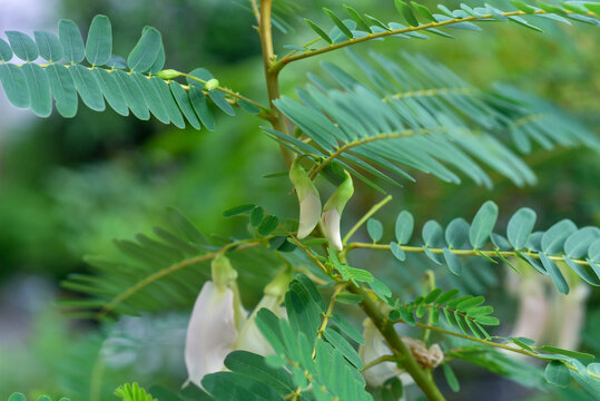 「Agasta」の写真素材 | 794件の無料イラスト画像 | Adobe Stock
