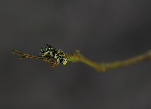 รูปภาพHalictidae – เลือกดูภาพถ่ายสต็อก เวกเตอร์ และวิดีโอ967 | Adobe Stock
