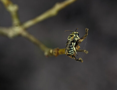 รูปภาพHalictidae – เลือกดูภาพถ่ายสต็อก เวกเตอร์ และวิดีโอ1,181 | Adobe ...