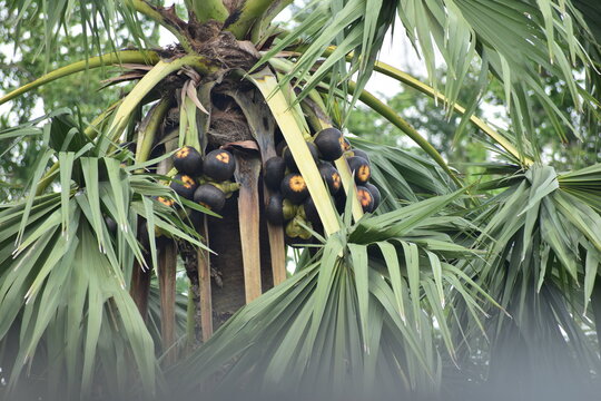 Gach Bilder – Durchsuchen 31 Archivfotos, Vektorgrafiken und Videos ...