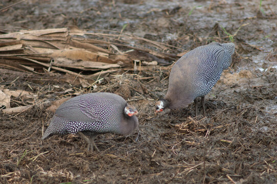 Galeatus Bilder – Durchsuchen 71 Archivfotos, Vektorgrafiken und Videos ...