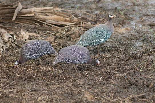 รูปภาพGaleatus – เลือกดูภาพถ่ายสต็อก เวกเตอร์ และวิดีโอ83 | Adobe Stock