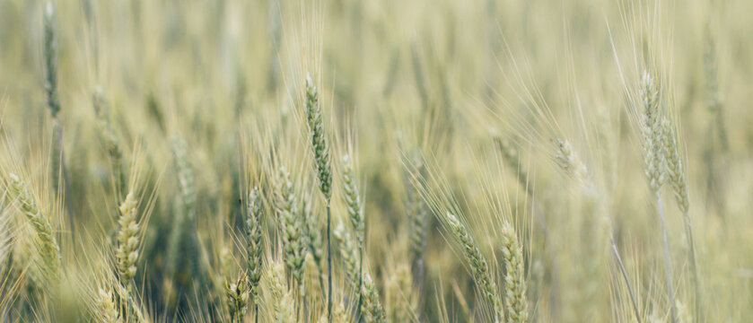 Millets Banner Images – Browse 637 Stock Photos, Vectors, and Video ...