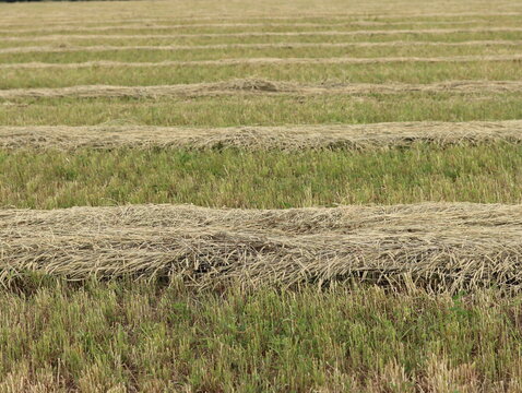 Imágenes de Windrows: descubre bancos de fotos, ilustraciones, vectores ...