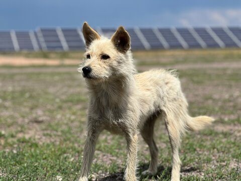Strandwolf Bilder – Durchsuchen 42,428 Archivfotos, Vektorgrafiken und ...