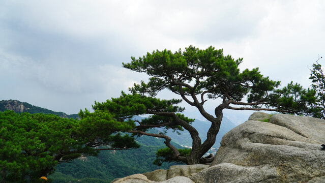 "Korean Pine" Images – Browse 478 Stock Photos, Vectors, and Video ...