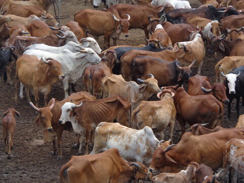 รูปภาพGoshala – เลือกดูภาพถ่ายสต็อก เวกเตอร์ และวิดีโอ263 | Adobe Stock