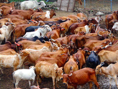 รูปภาพGoshala – เลือกดูภาพถ่ายสต็อก เวกเตอร์ และวิดีโอ263 | Adobe Stock