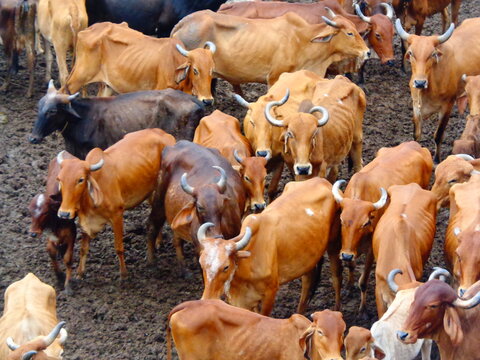 Gaushala bilder – Bläddra bland 123 stockfoton, vektorer och videor ...