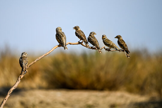 รูปภาพGranivore – เลือกดูภาพถ่ายสต็อก เวกเตอร์ และวิดีโอ2,308 | Adobe Stock