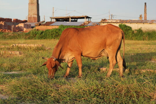 "Cow Grazing" Bilder – Durchsuchen 921 Archivfotos, Vektorgrafiken und ...
