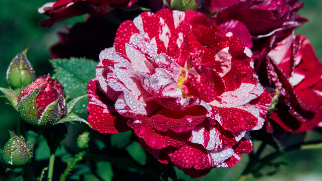 Papageno Images – Browse 125 Stock Photos, Vectors, and Video | Adobe Stock