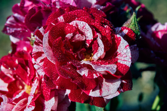 Papageno Images – Browse 104 Stock Photos, Vectors, and Video | Adobe Stock