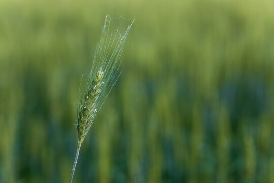 "Spiga Di Grano" Images – Browse 522 Stock Photos, Vectors, and Video ...