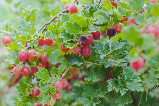 Gooseberry Shrub