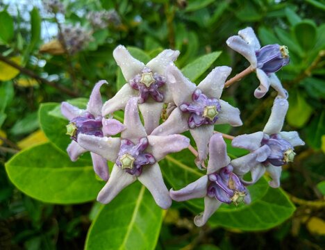 รูปภาพDuri – เลือกดูภาพถ่ายสต็อก เวกเตอร์ และวิดีโอ439 | Adobe Stock