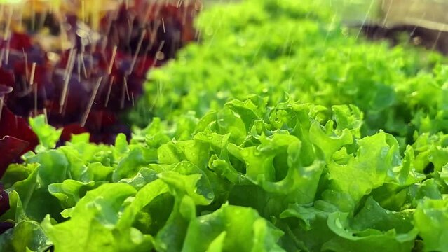 Lollo Images – Browse 3,175 Stock Photos, Vectors, and Video | Adobe Stock