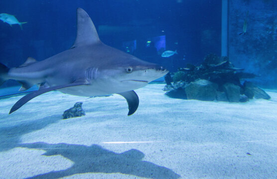 Tropicarium Bilder – Durchsuchen 95 Archivfotos, Vektorgrafiken und ...