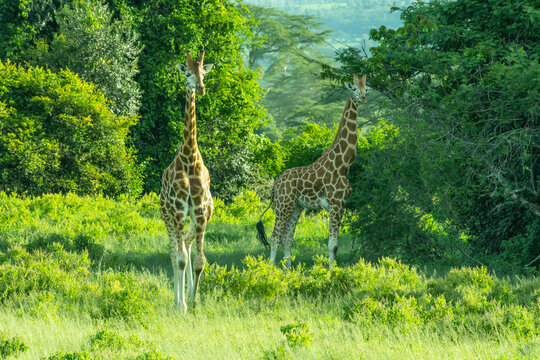 "Solitary Animal" Billeder – Gennemse 2,326 stockfotos, vektorer og ...