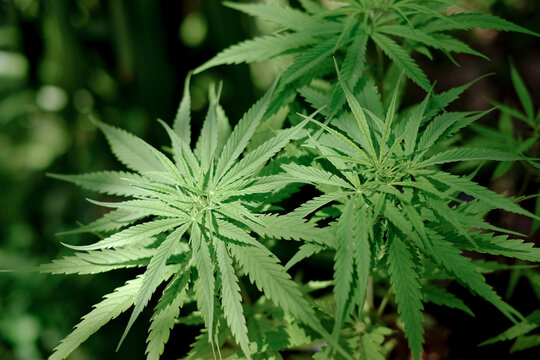 Cannabaceae Bilder – Durchsuchen 2,676 Archivfotos, Vektorgrafiken und ...