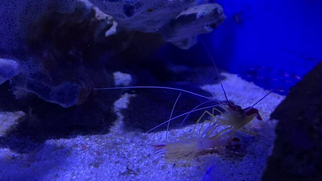 รูปภาพCannibalism – เลือกดูภาพถ่ายสต็อก เวกเตอร์ และวิดีโอ2,105 | Adobe ...