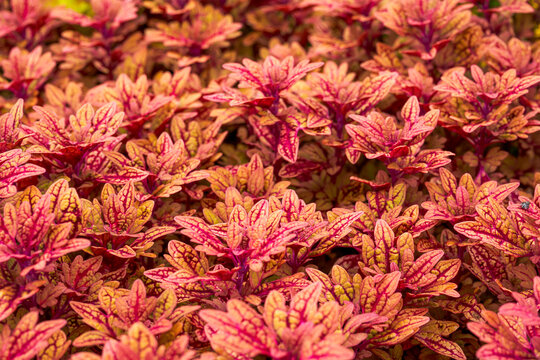 รูปภาพReticulate – เลือกดูภาพถ่ายสต็อก เวกเตอร์ และวิดีโอ9,485 | Adobe ...