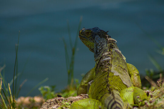 รูปภาพAcrodonta – เลือกดูภาพถ่ายสต็อก เวกเตอร์ และวิดีโอ11,557 | Adobe ...