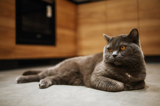 รูปภาพ"Lazy Cat" – เลือกดูภาพถ่ายสต็อก เวกเตอร์ และวิดีโอ1,121 | Adobe ...