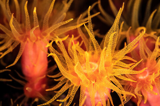 Tubastrea bilder – Bläddra bland 357 stockfoton, vektorer och videor ...