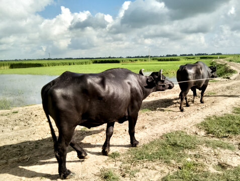 "Nili Ravi Buffalo" Images – Browse 10 Stock Photos, Vectors, and Video ...