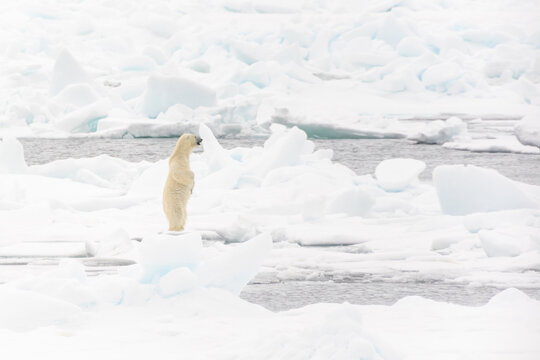 「Packeis」の画像 - 2,419 件の Stock 写真、ベクターおよびビデオ | Adobe Stock