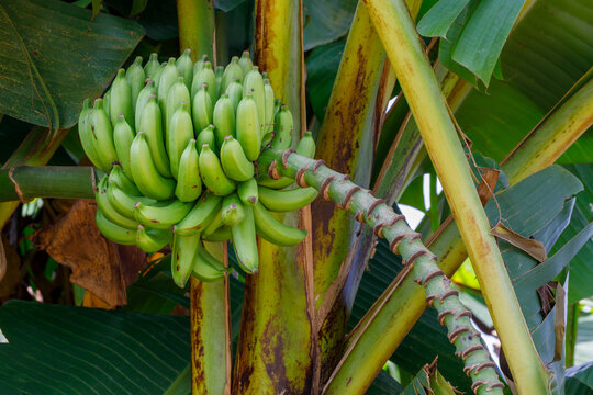 "Hand Of Bananas"-Bilder: Stock-Fotos & -Videos. | Adobe Stock