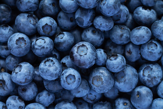 Wildbeeren Bilder – Durchsuchen 233,725 Archivfotos, Vektorgrafiken und ...