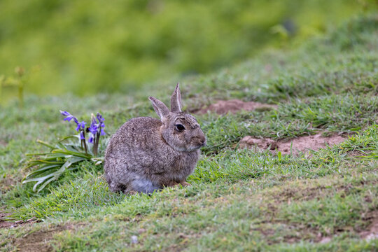 Rabit Images Browse Images – Browse 168 Stock Photos, Vectors, and ...